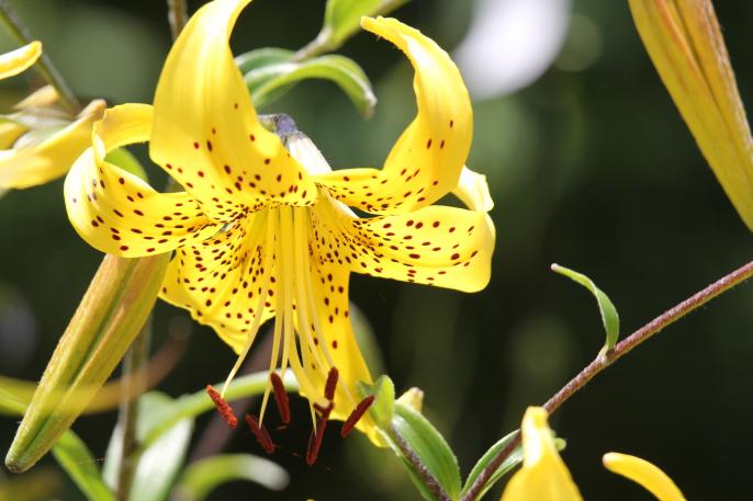 Learn about Tsushima Island! | Featured Topics | DISCOVER NAGASAKI/The ...