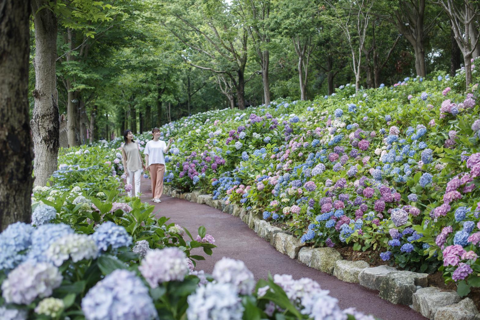 Huis Ten Bosch Hydrangea Festival | See & Do | DISCOVER NAGASAKI/The ...