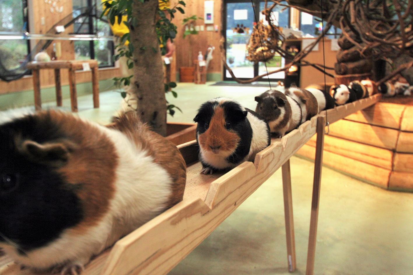 长崎BIO PARK | 旅游资讯 | DISCOVER NAGASAKI/日本长崎县官方网站