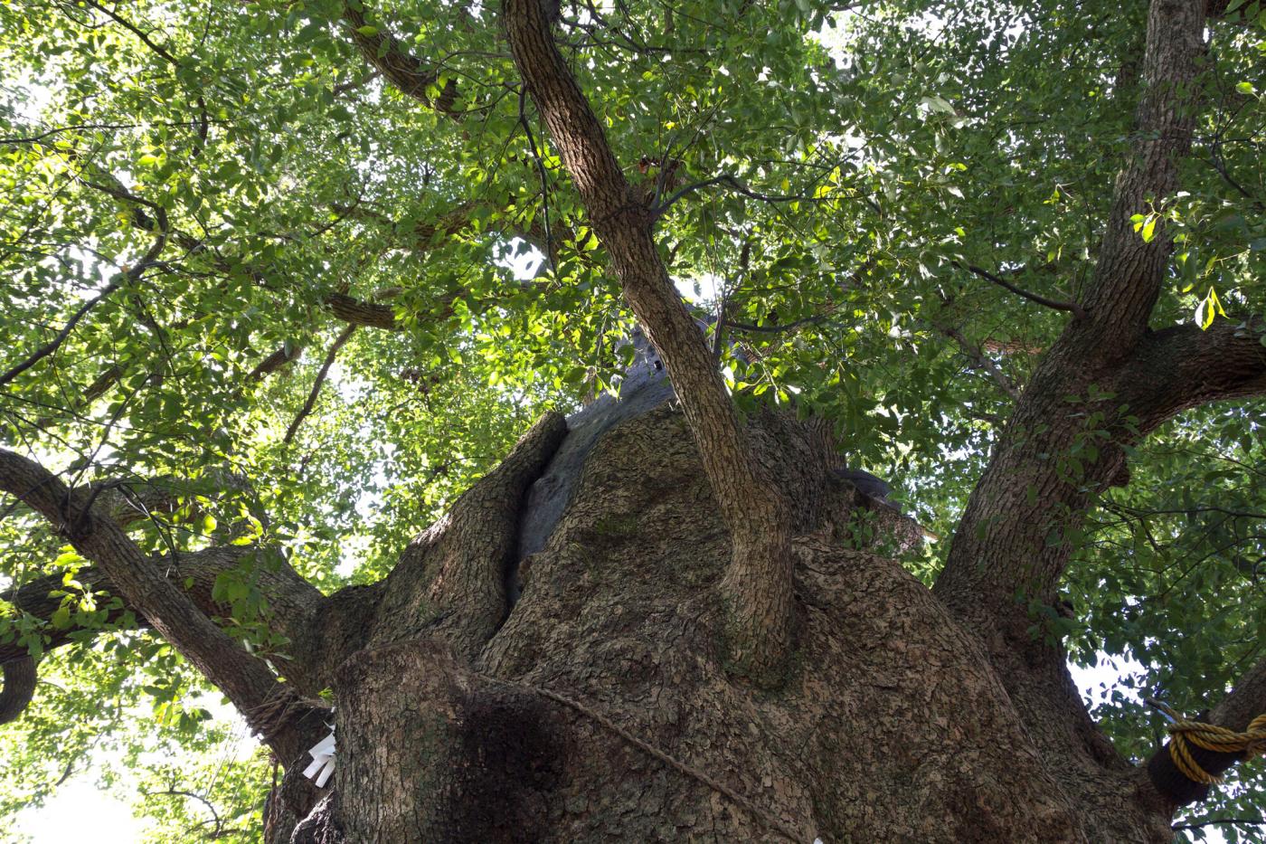 A-bomb camphor tree | See & Do | DISCOVER NAGASAKI/The Official ...
