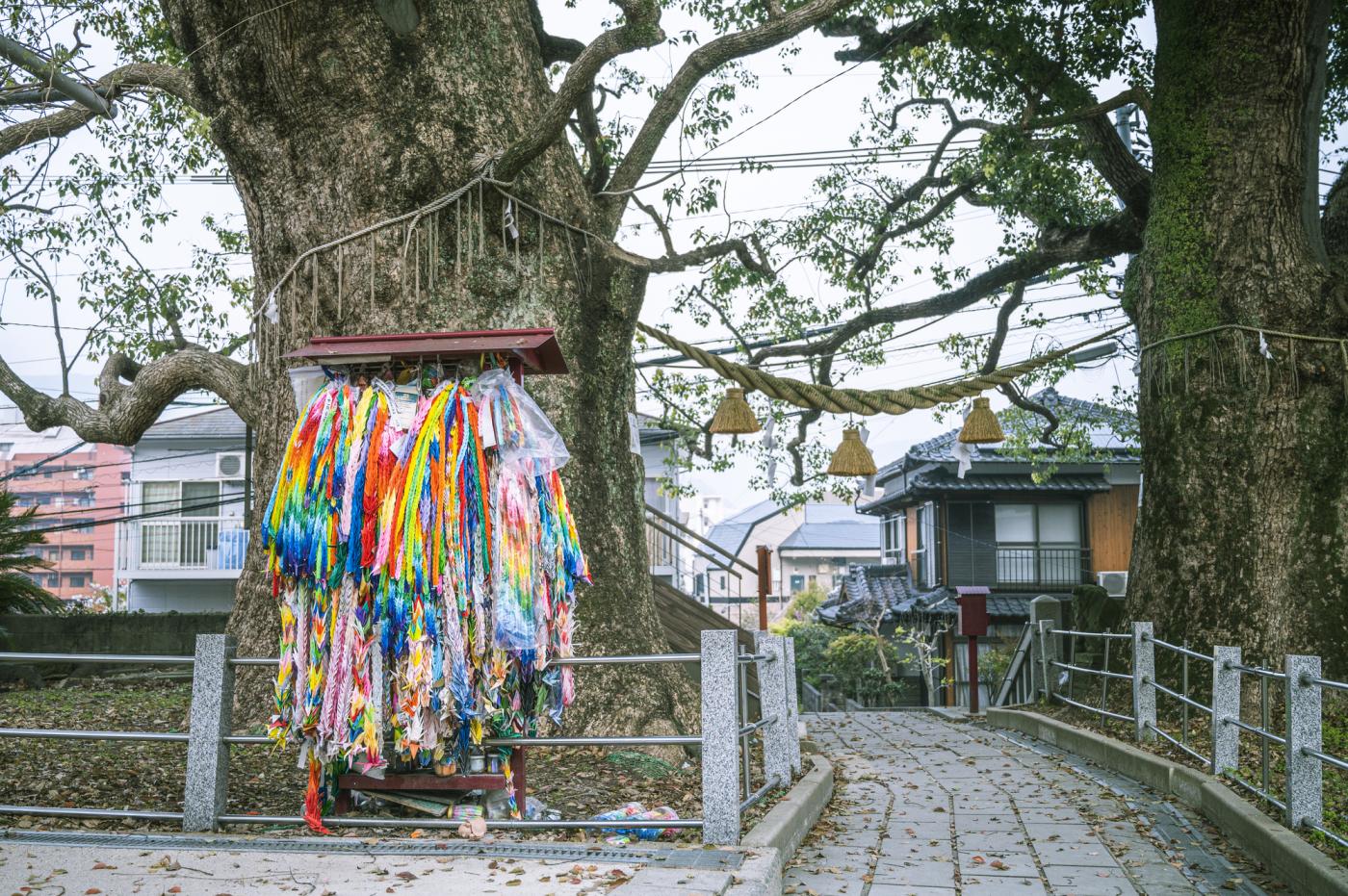 A-bomb camphor tree | See & Do | DISCOVER NAGASAKI/The Official ...