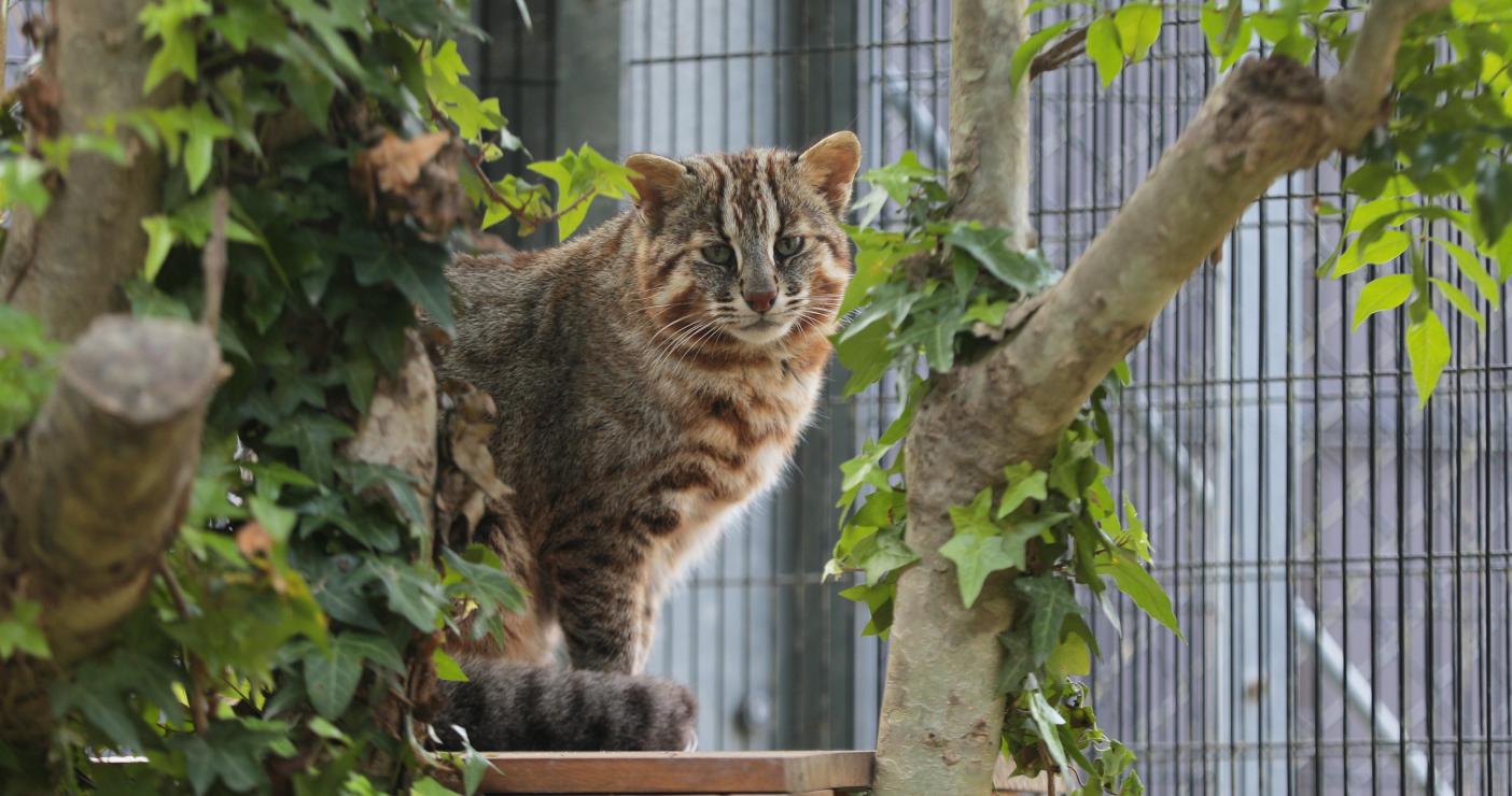 The Ruins of Kaneda Castle | See & Do | DISCOVER NAGASAKI/The Official ...